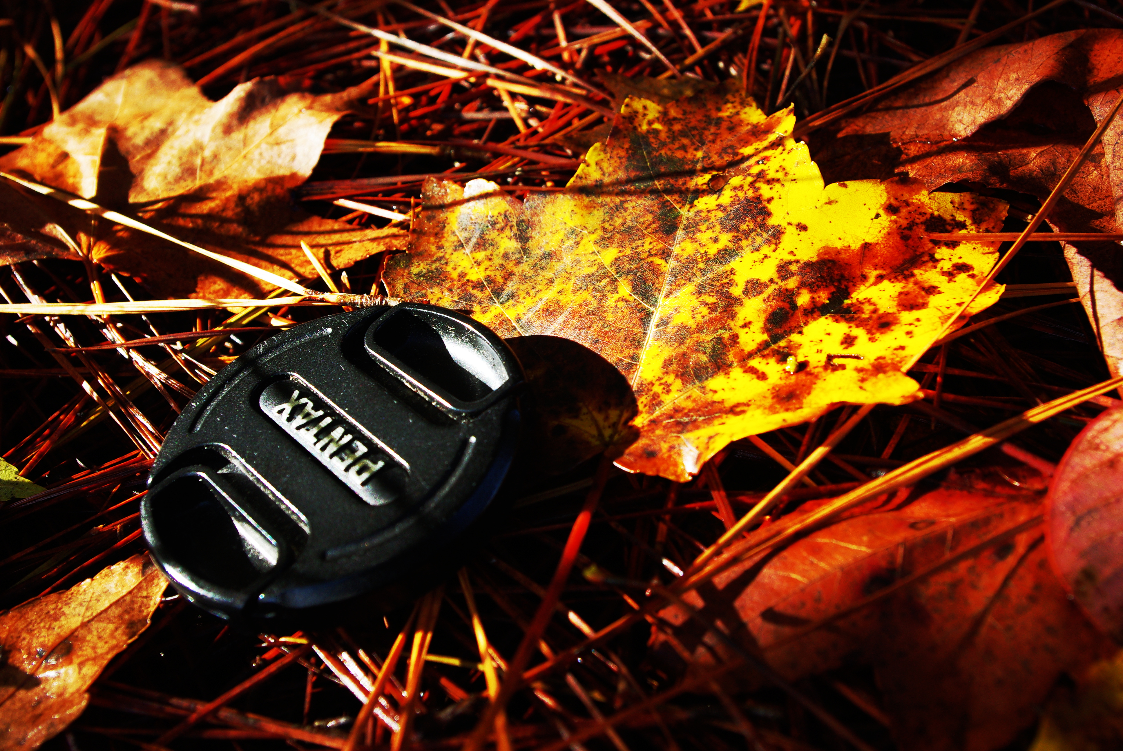 Portfolio - A Curious Cat